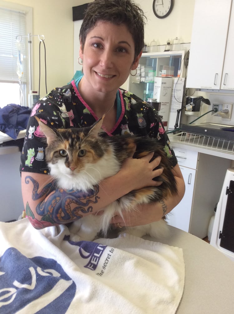 MLS Laser Therapy Case Study: Feline Postpartum Atonic Bladder